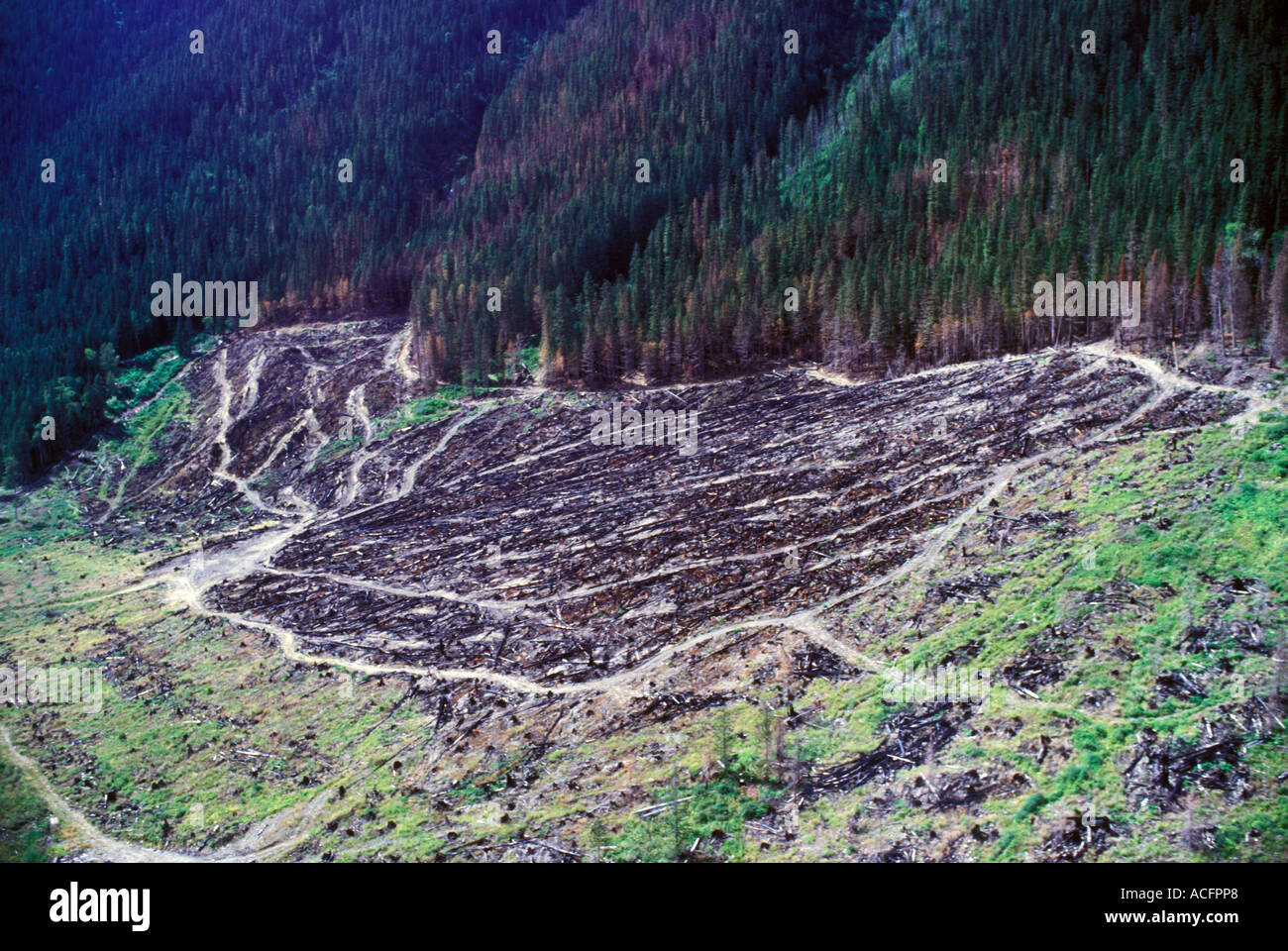 Vancouver island piles hi-res stock photography and images - Alamy