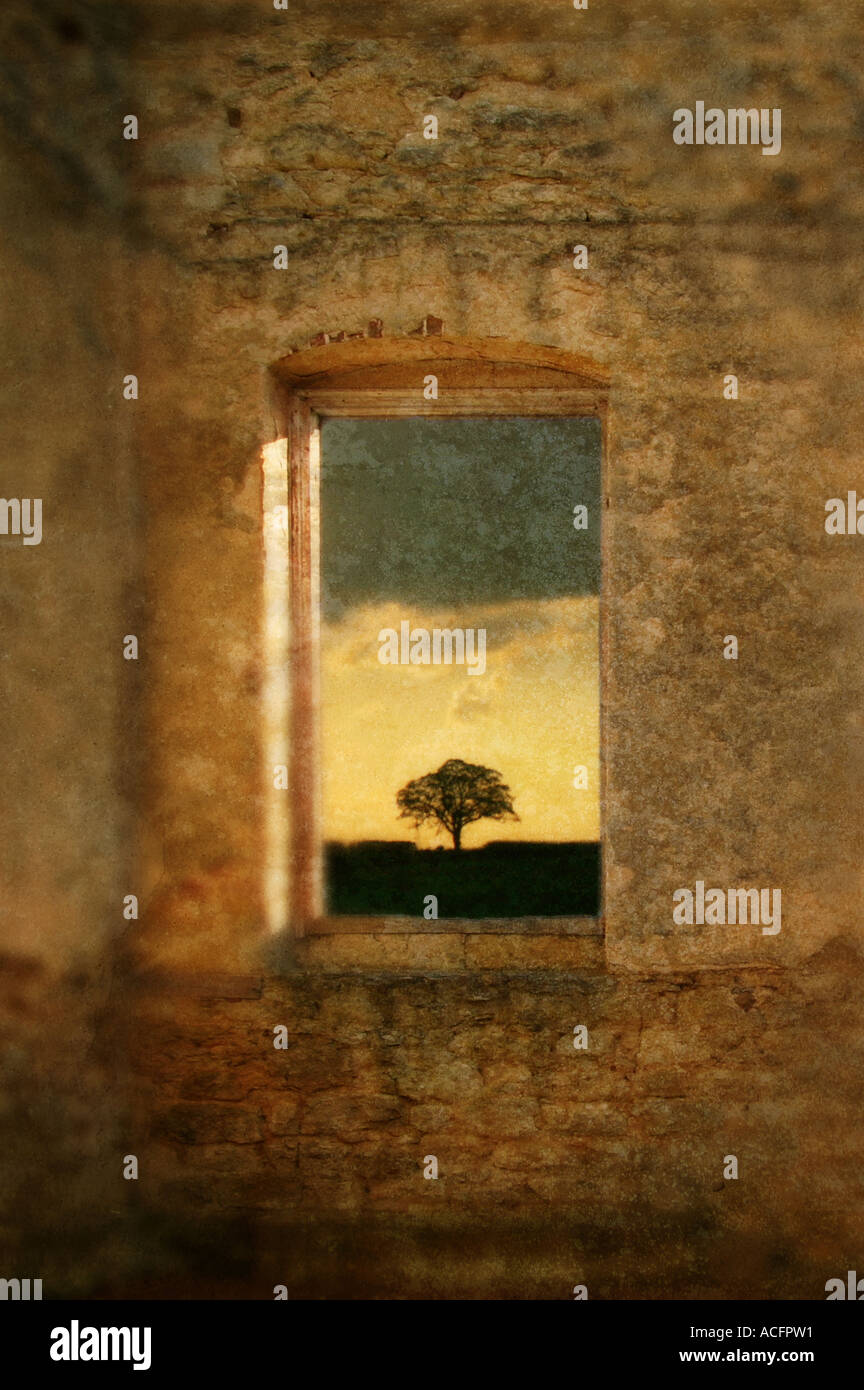Photo of a tree through a window Stock Photo - Alamy