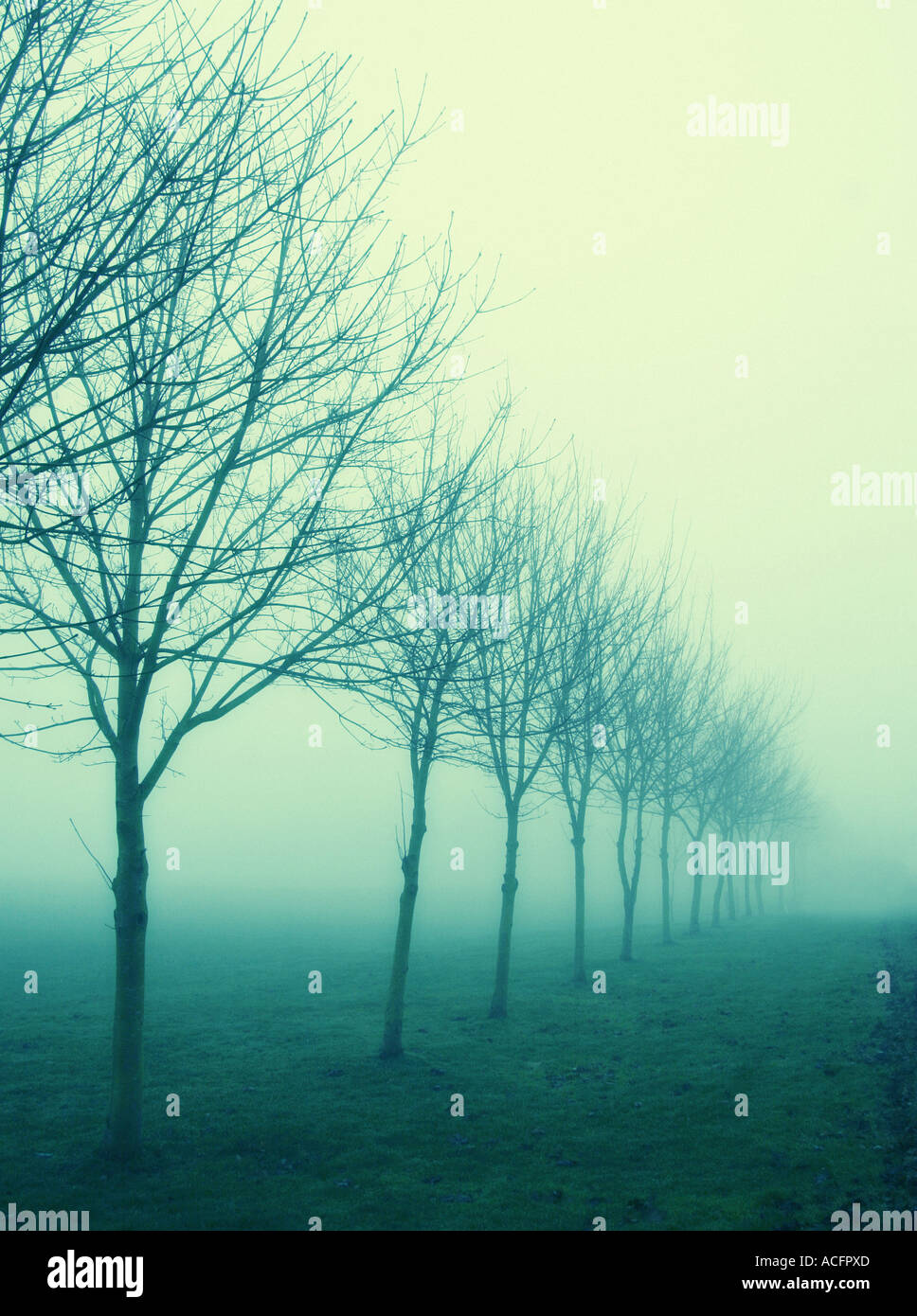 Photo of a line of trees in the mist Stock Photo - Alamy