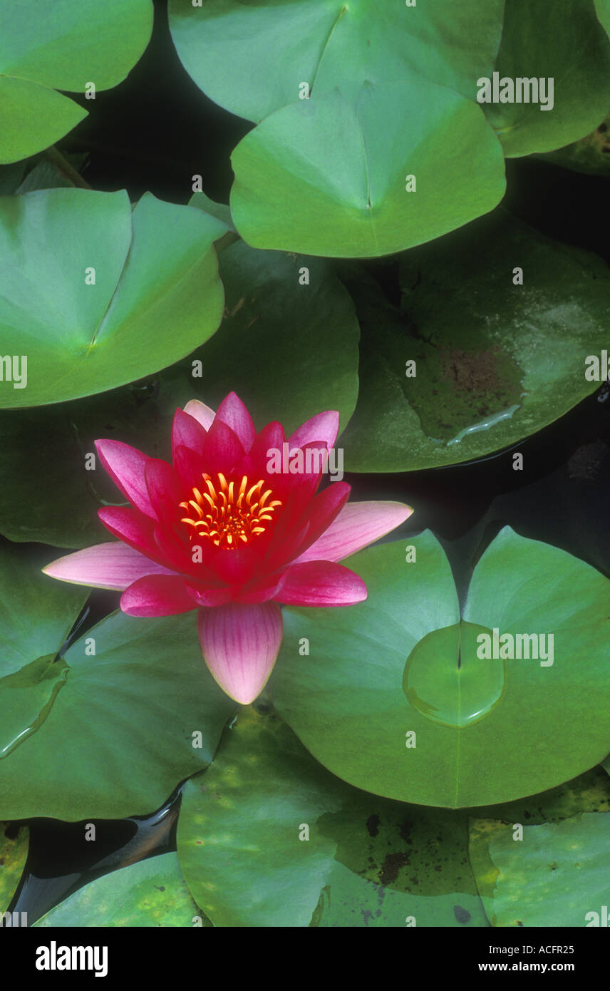 Lily pad design hi-res stock photography and images - Alamy