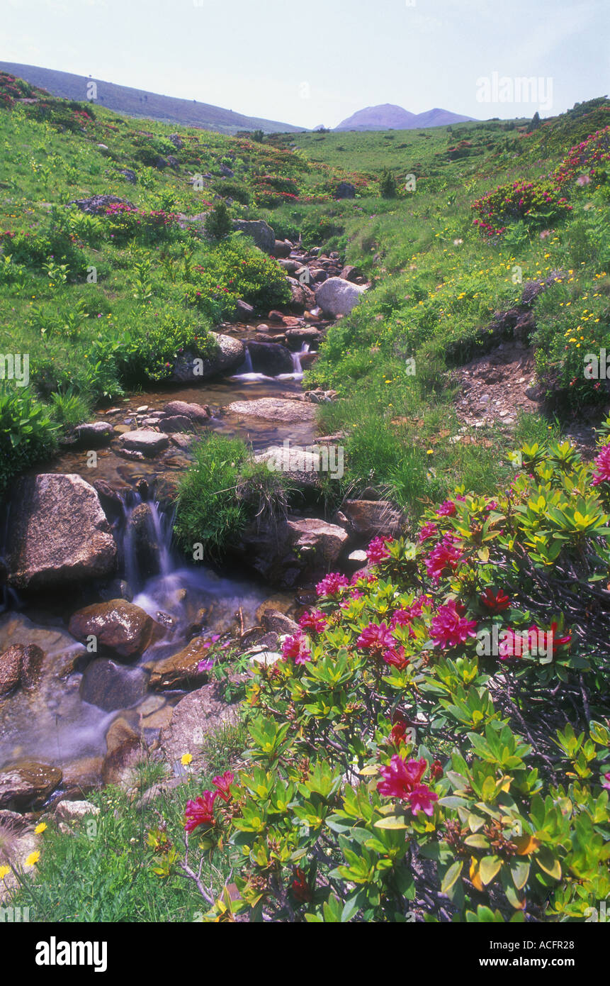 Mountain greenery and river, Pyrenees, France Stock Photo - Alamy