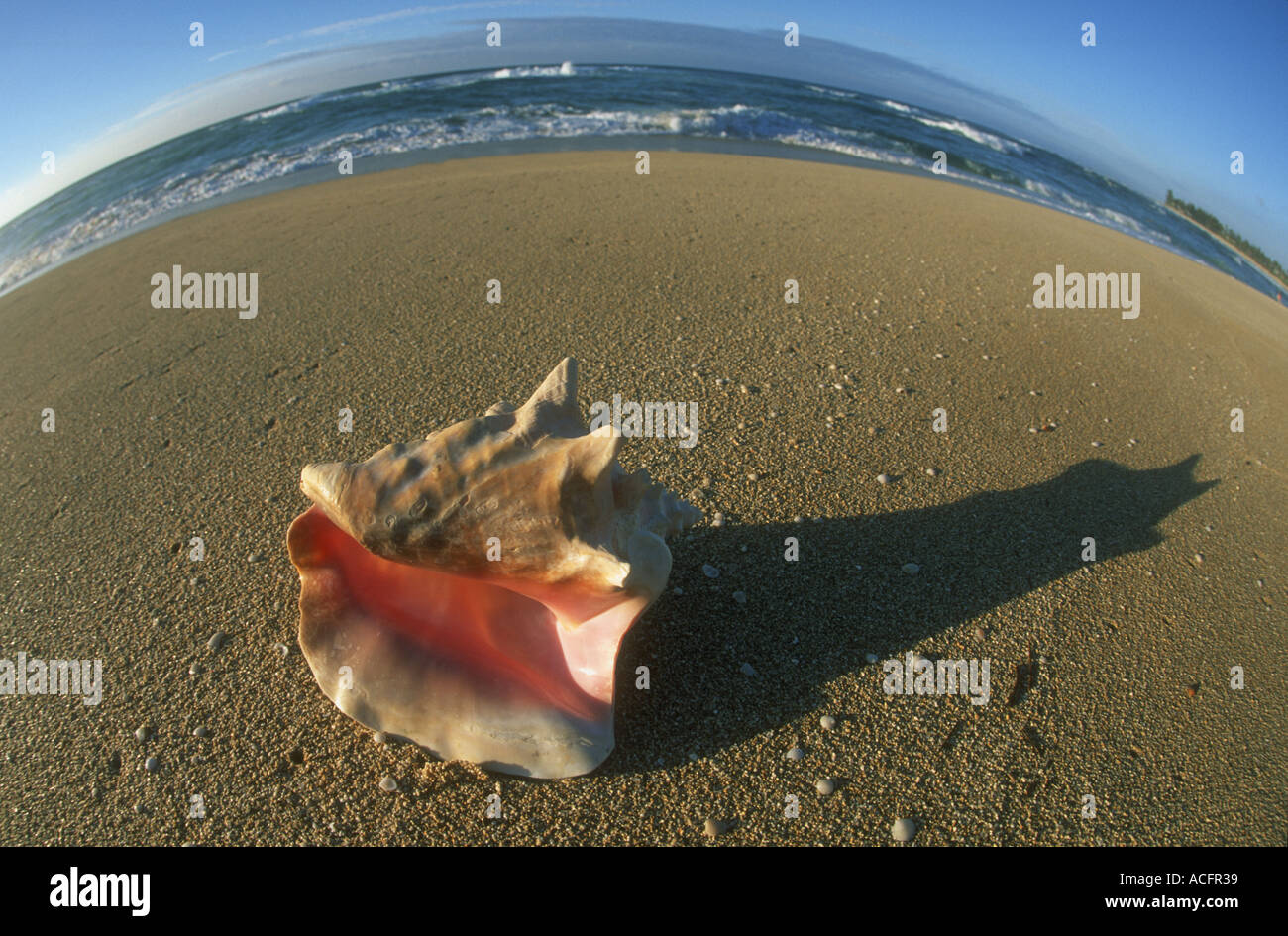 A conch shell Stock Photo - Alamy