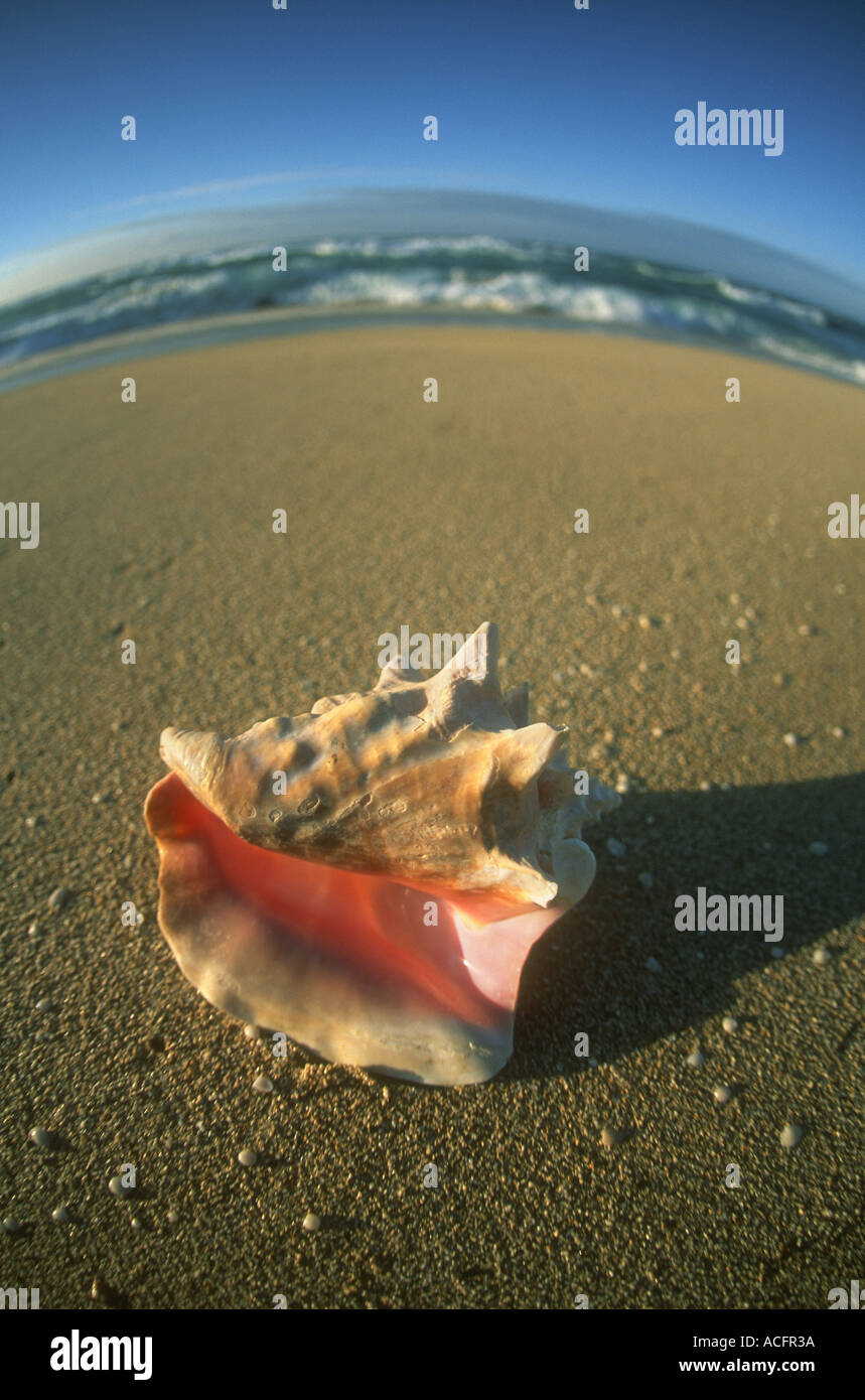 An empty conch shell Stock Photo - Alamy