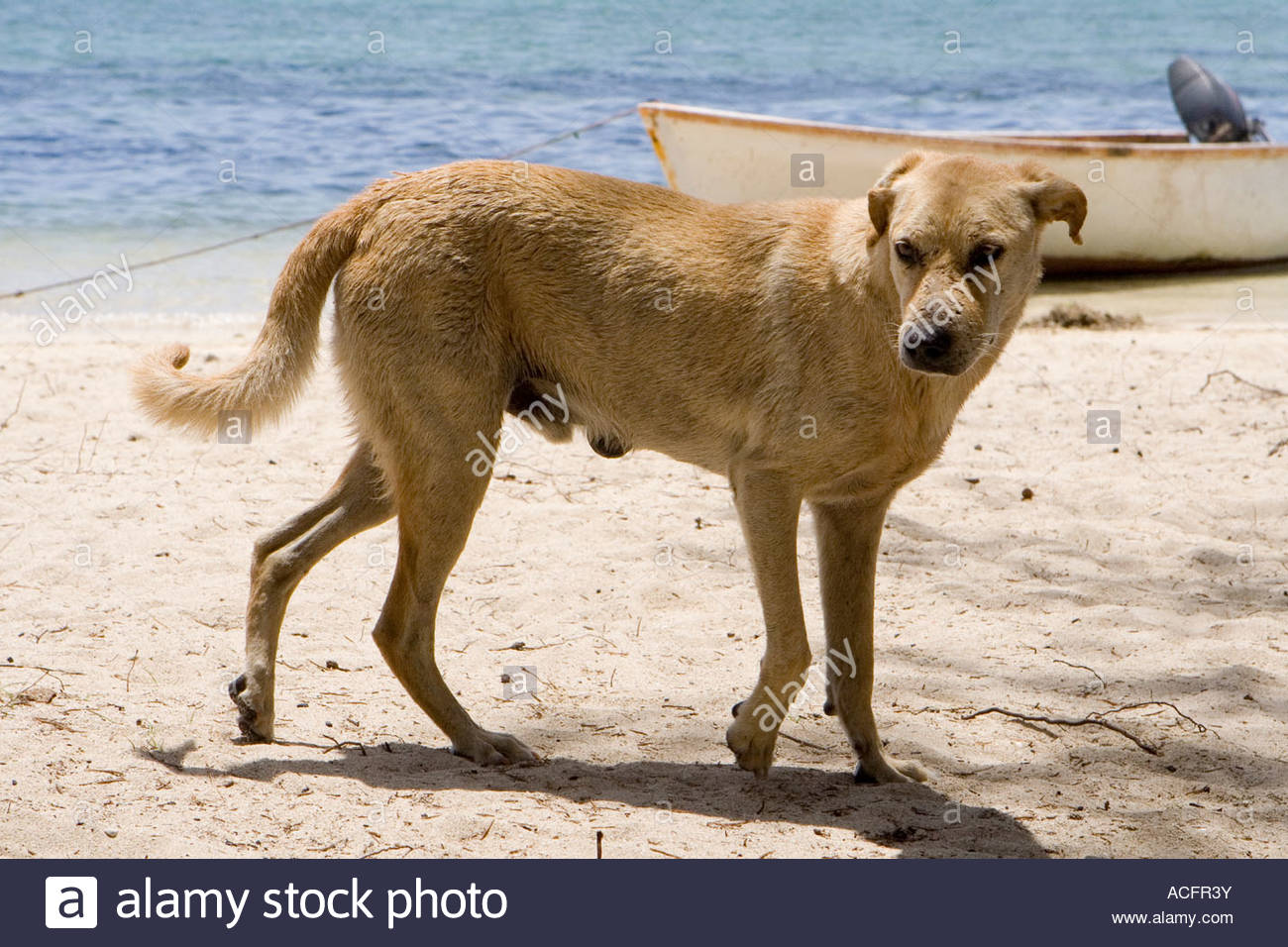 Mauritius Animals Stock Photos & Mauritius Animals Stock Images - Alamy