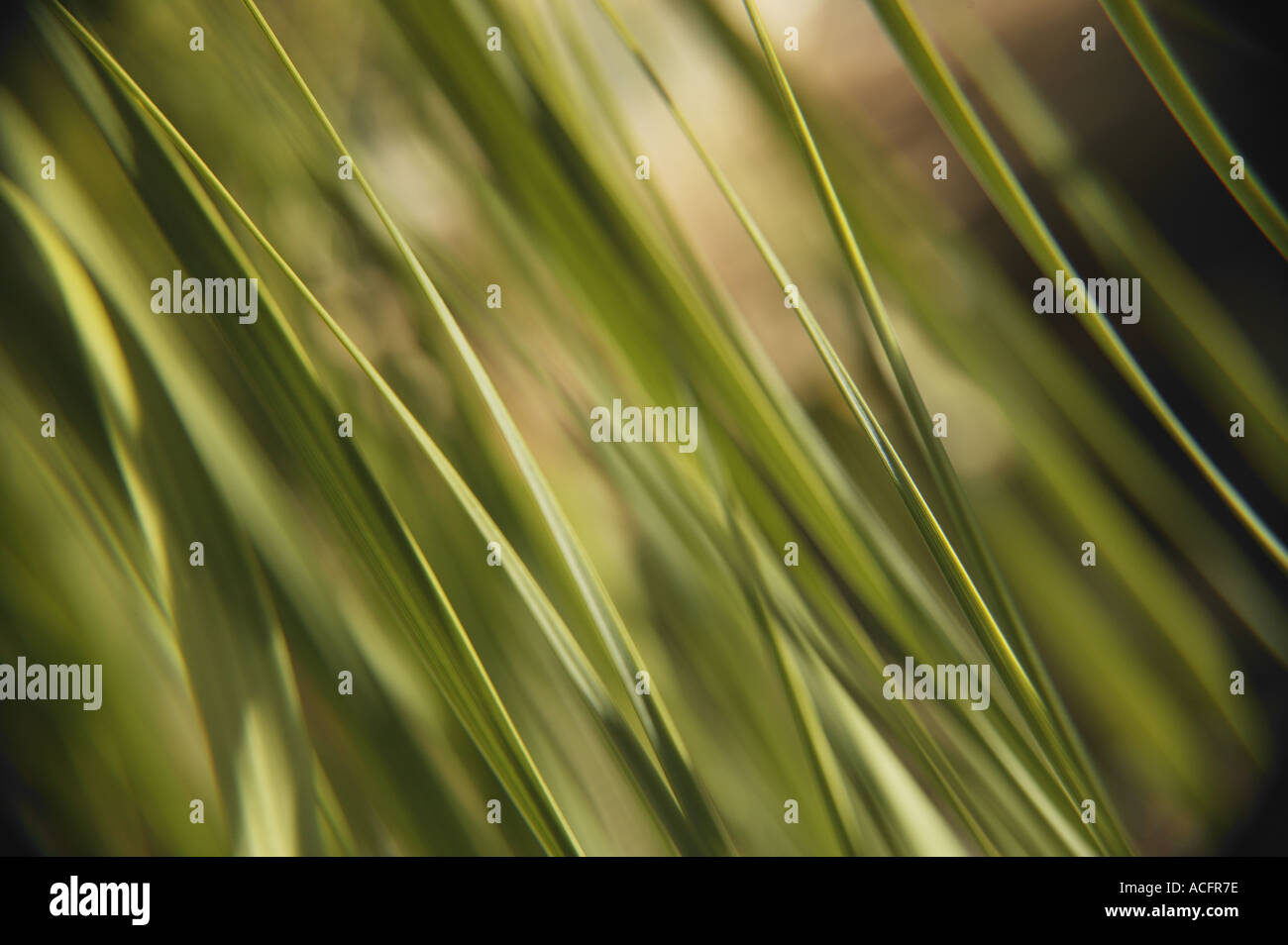 Grass like texture Stock Photo - Alamy