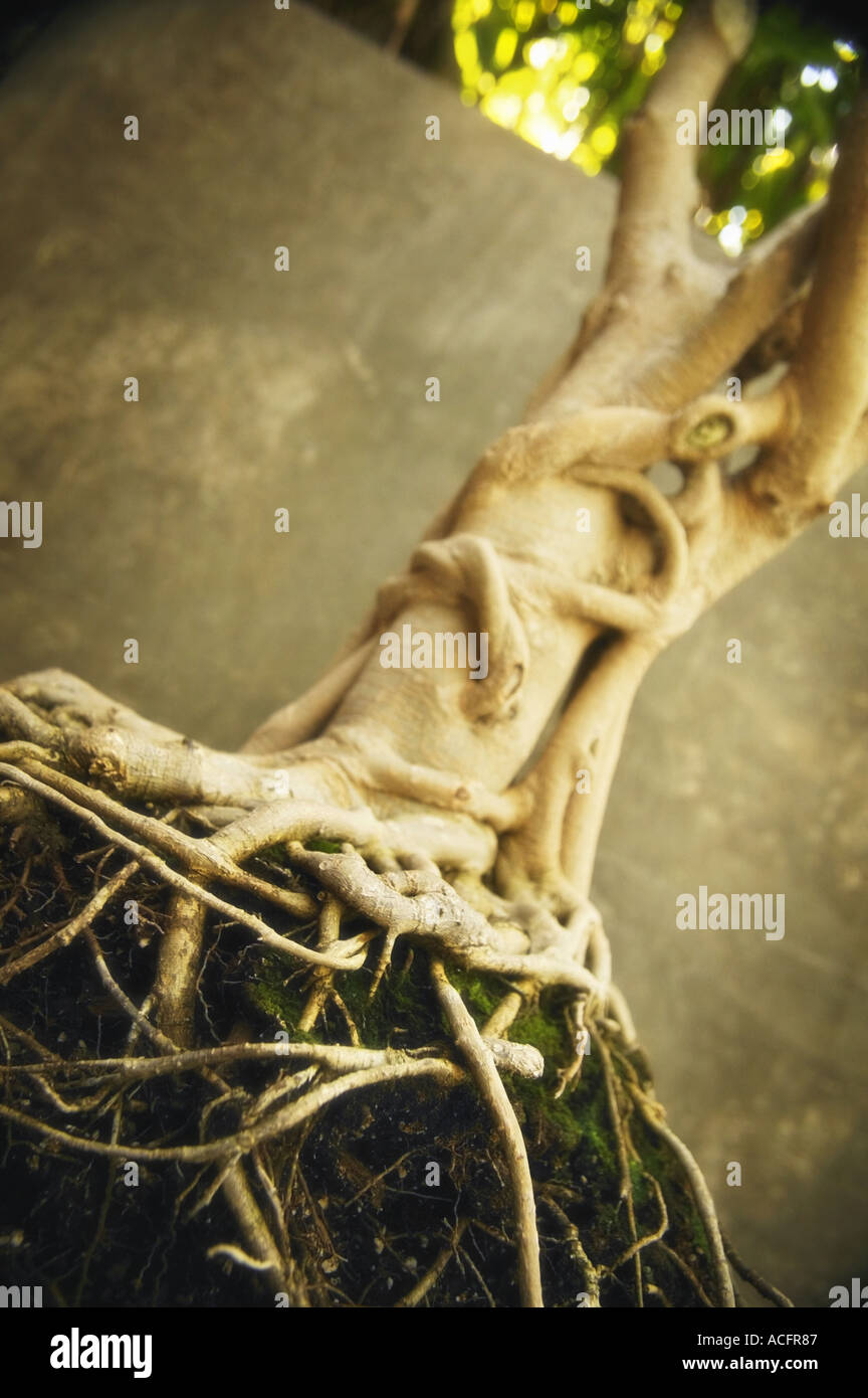Plant with tap root hi-res stock photography and images - Alamy