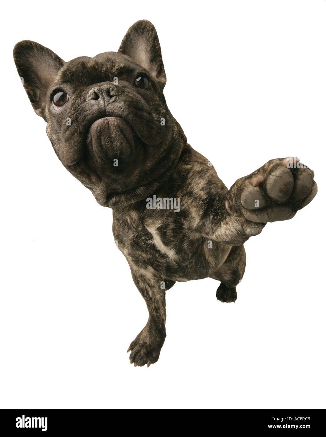 Dog with paw raised Stock Photo - Alamy