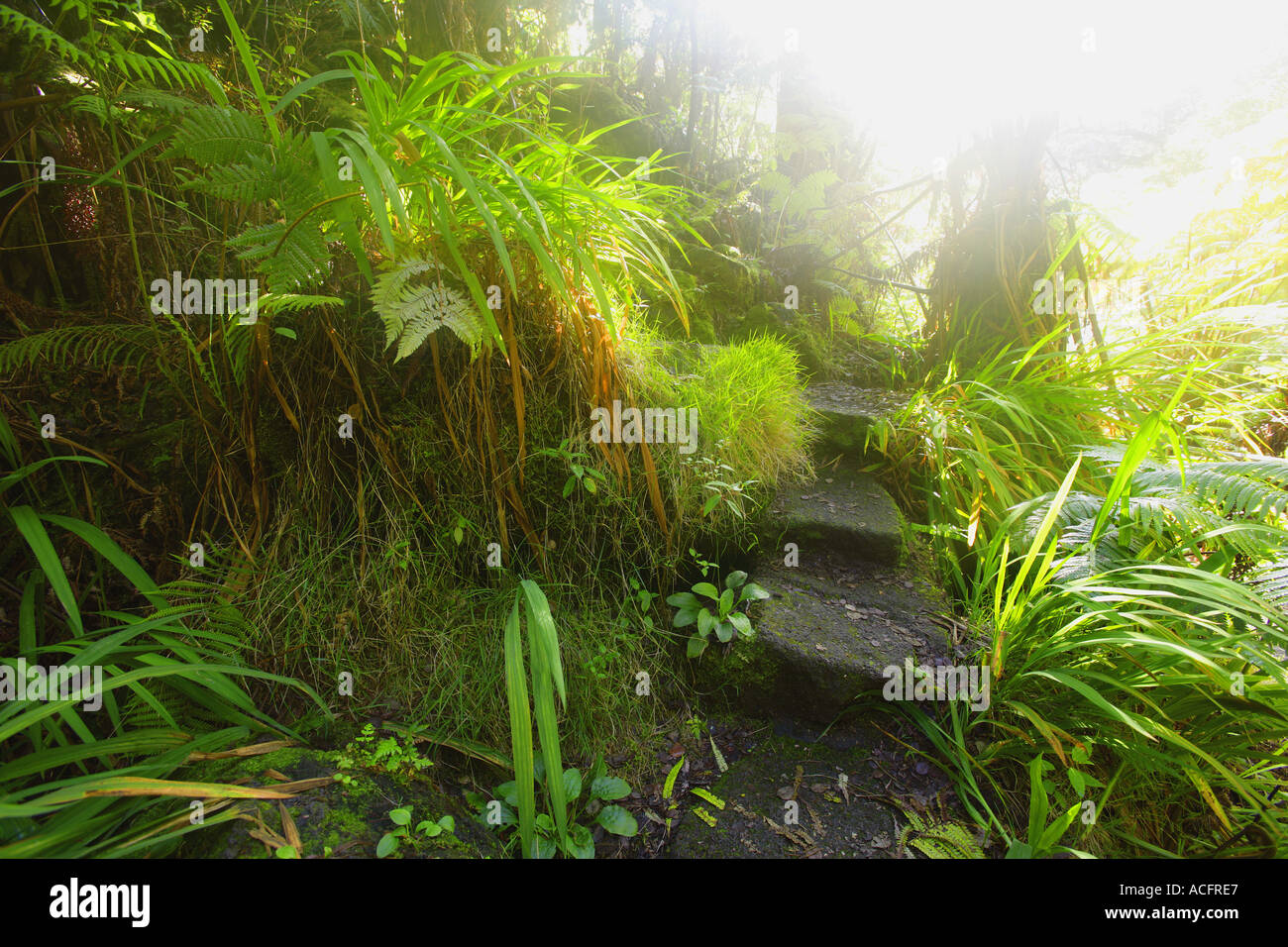 Garden pathways tropical plants hi-res stock photography and images - Alamy
