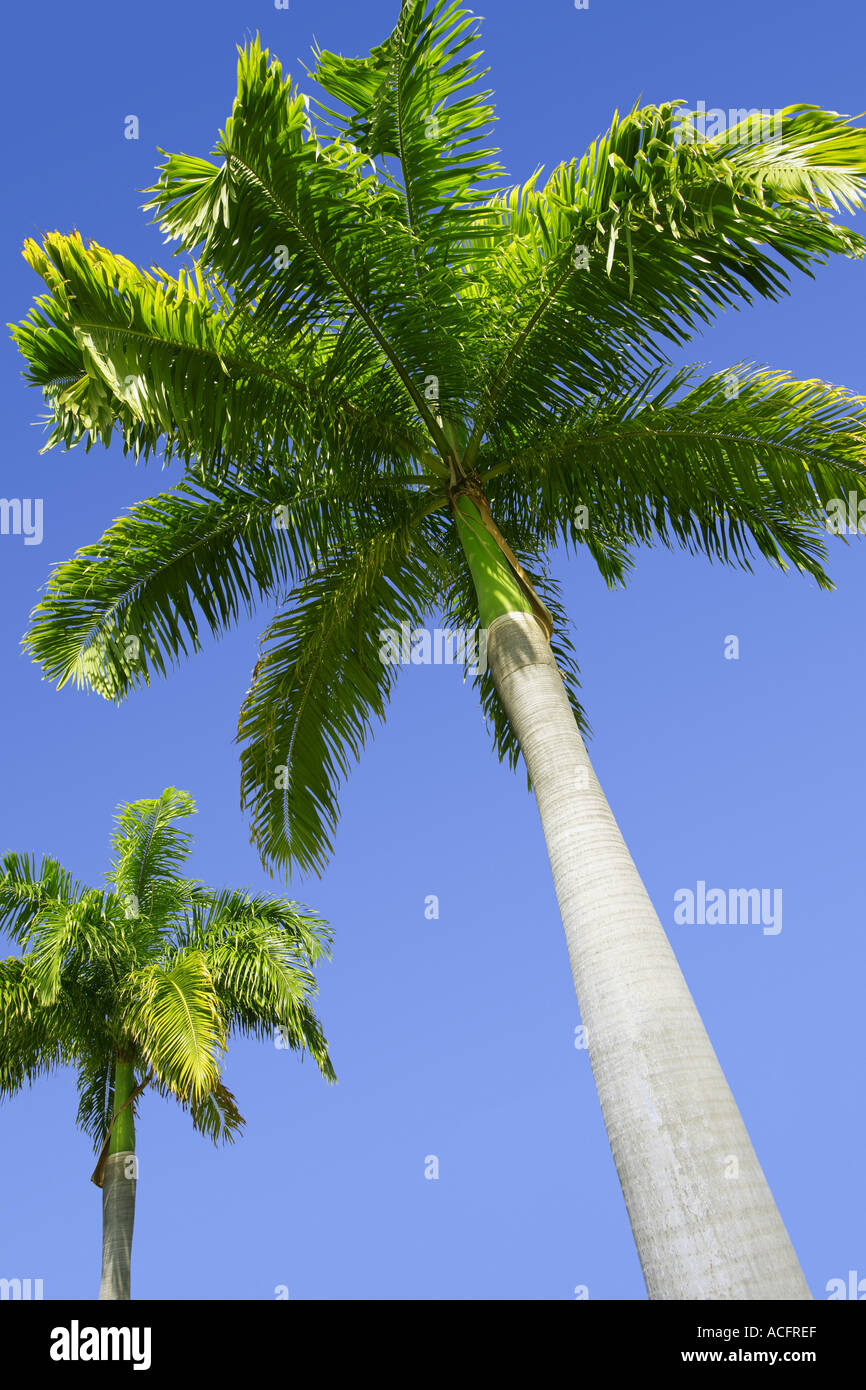 Palm trees, Caribbean Stock Photo - Alamy