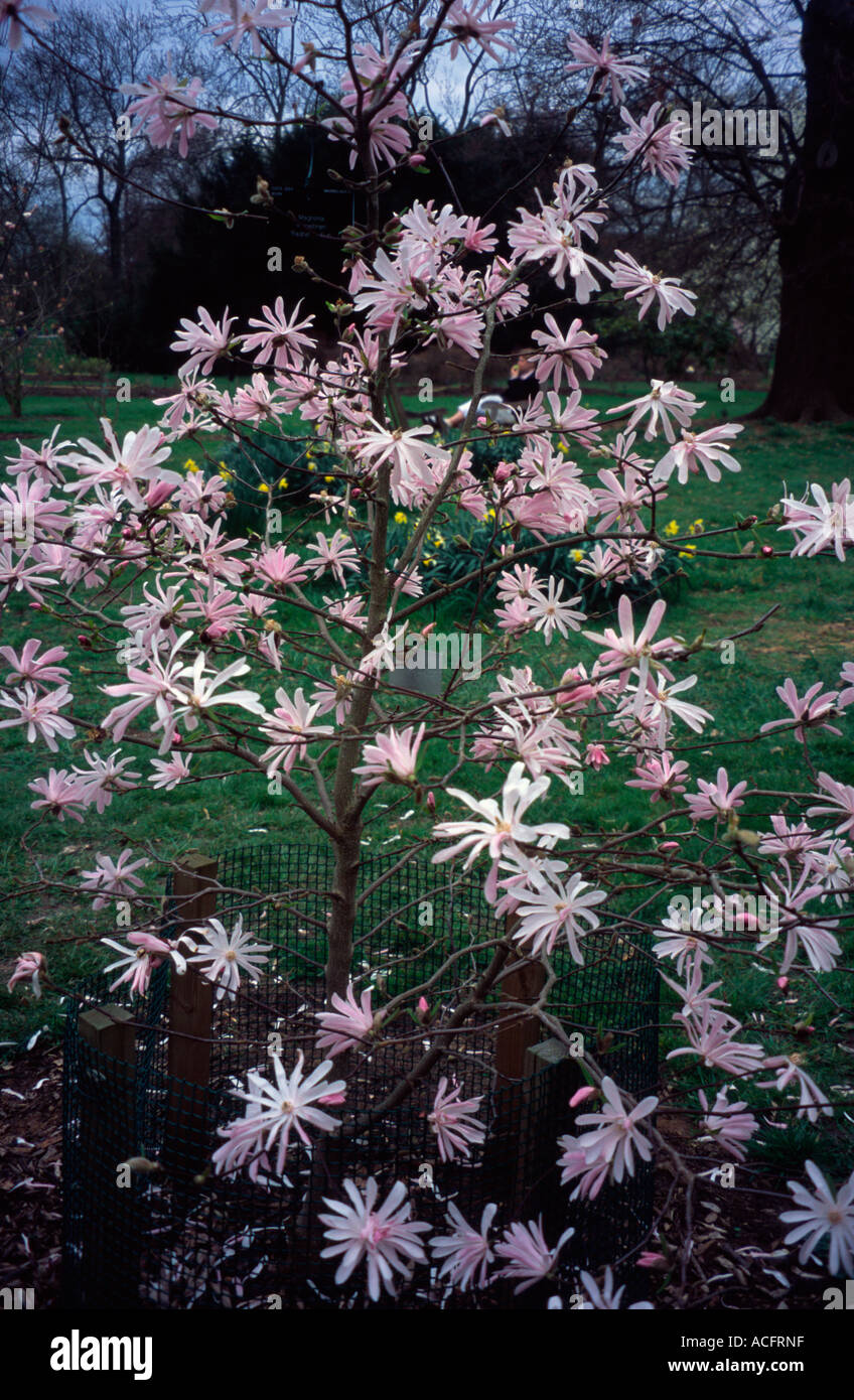 Magnolia x Loebneri, Rasberry Fun, Kew Gardens, Surrey, UK Stock Photo ...