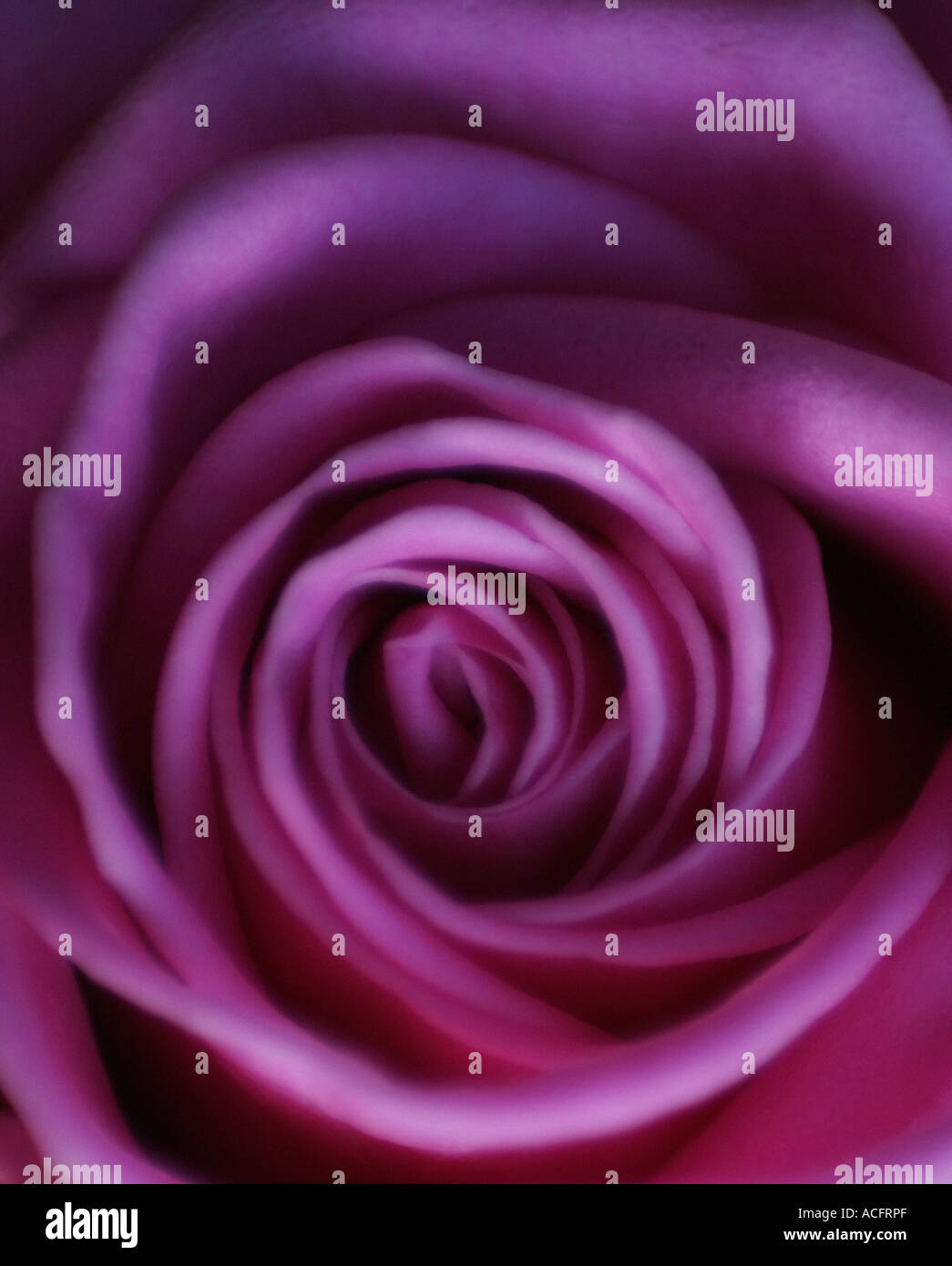 close up photo of rose petals Stock Photo - Alamy