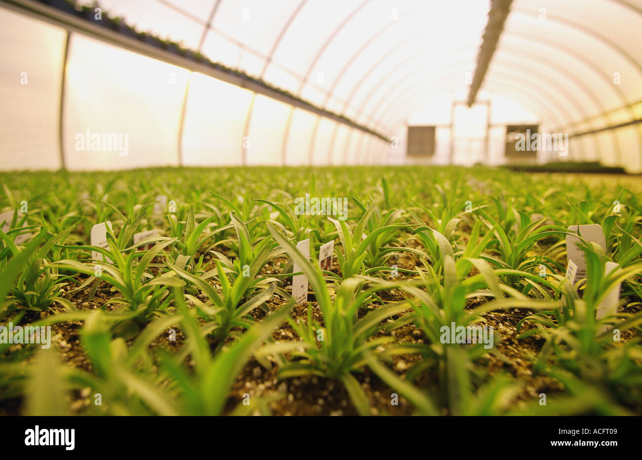 Commercially grown plants in a greenhouse Stock Photo - Alamy