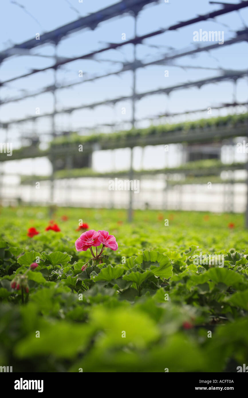 Pelargonium plug plants hi-res stock photography and images - Alamy