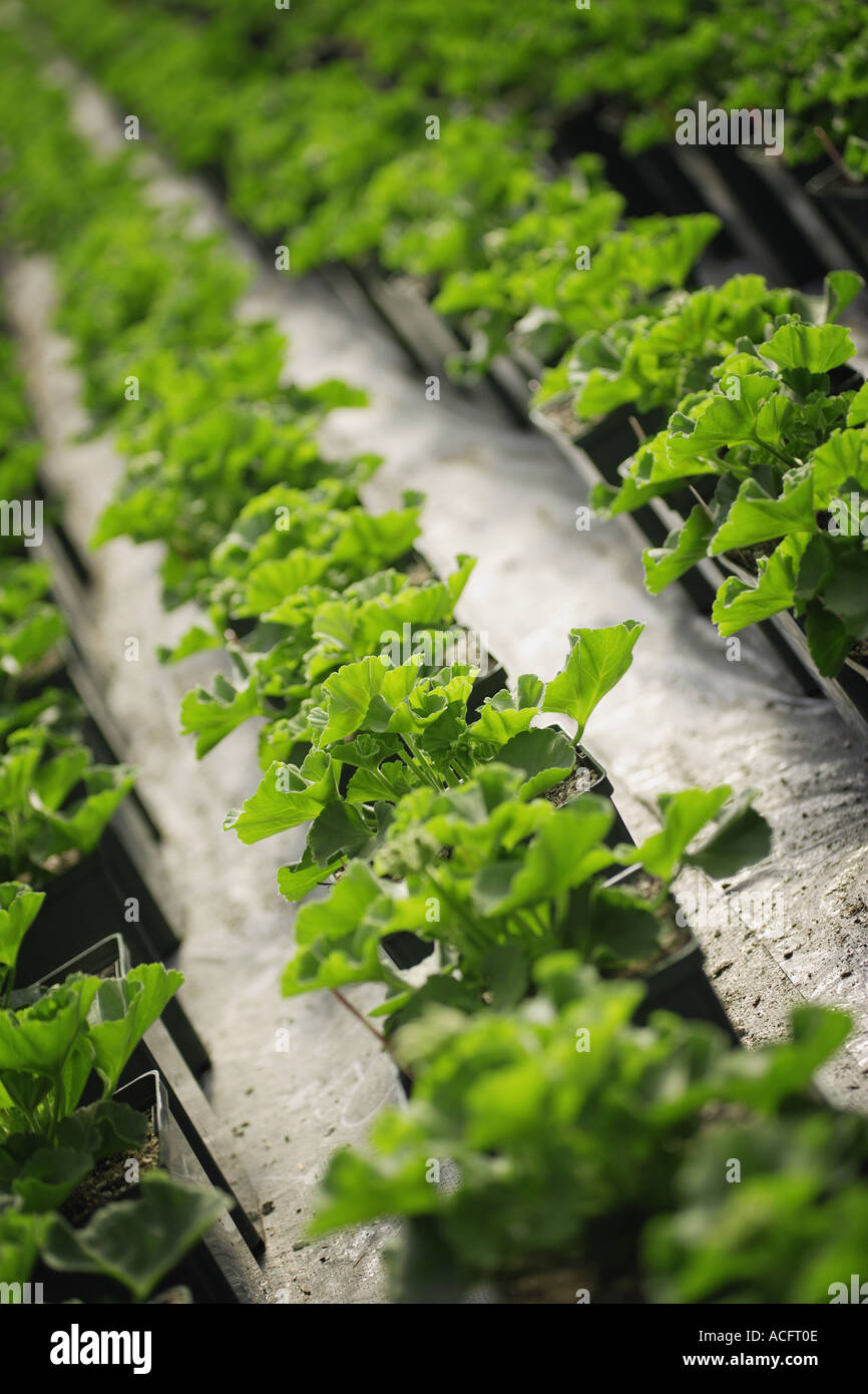 Commercially cultivated plants Stock Photo - Alamy
