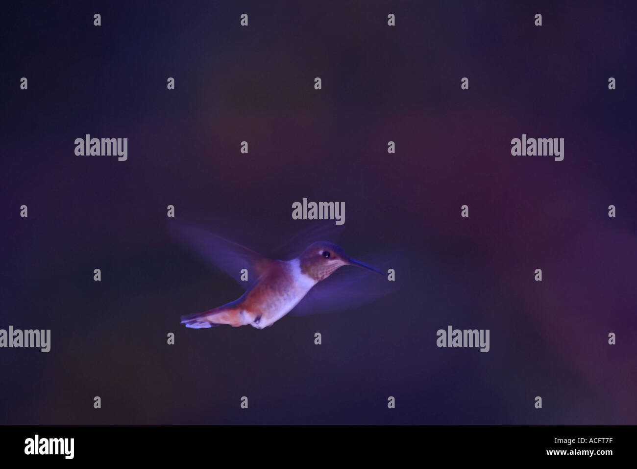 Humming bird in flight Stock Photo - Alamy