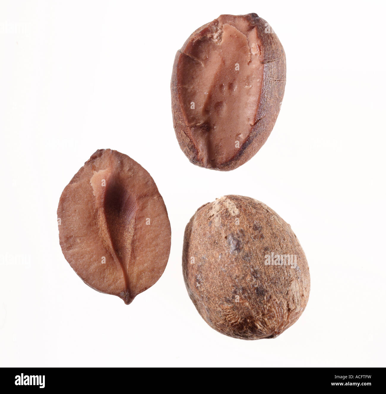Shea nuts Cut Out Stock Images & Pictures - Alamy