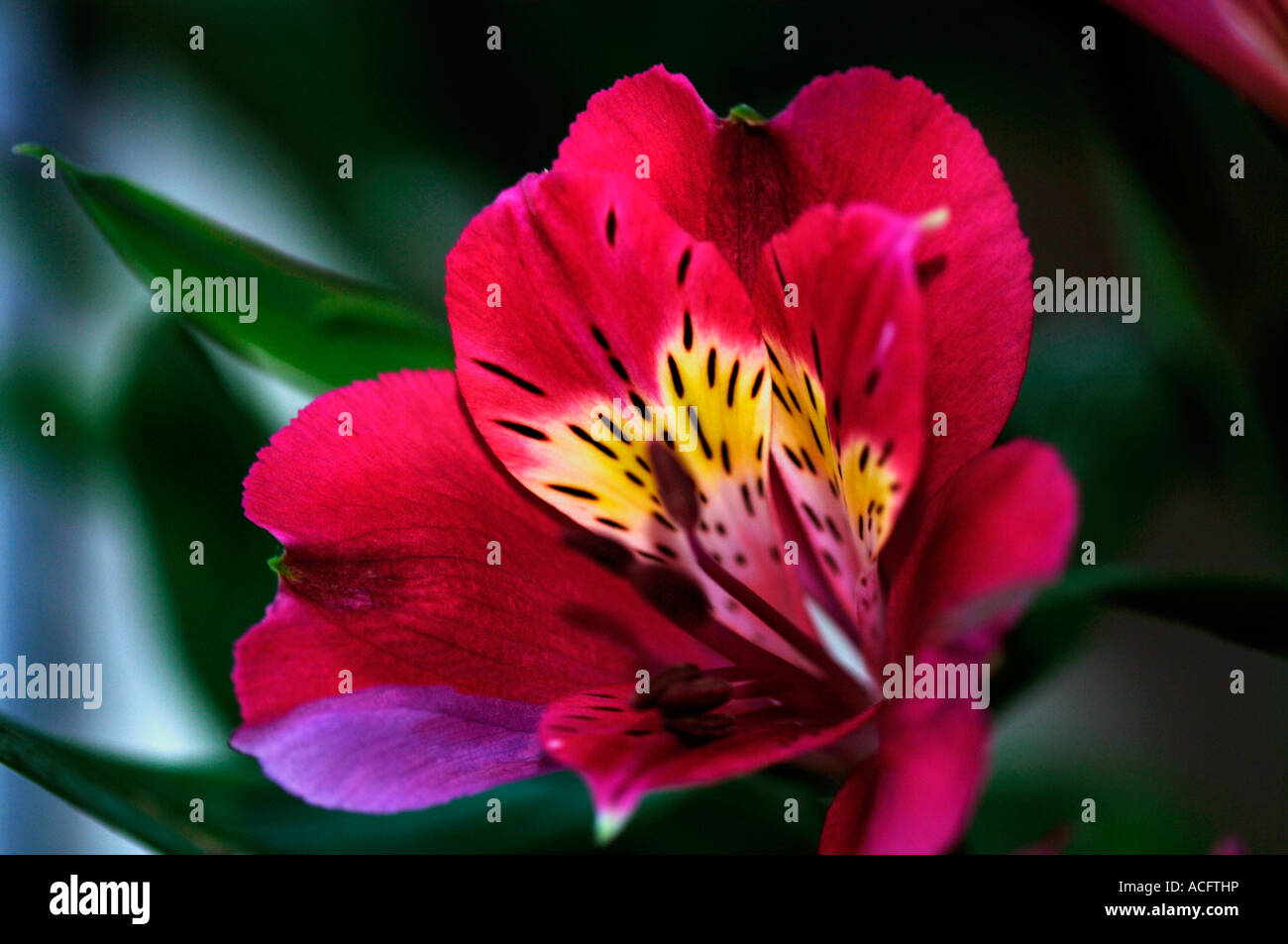 Alstroemeria Perennial Flowers Stock Photo - Alamy