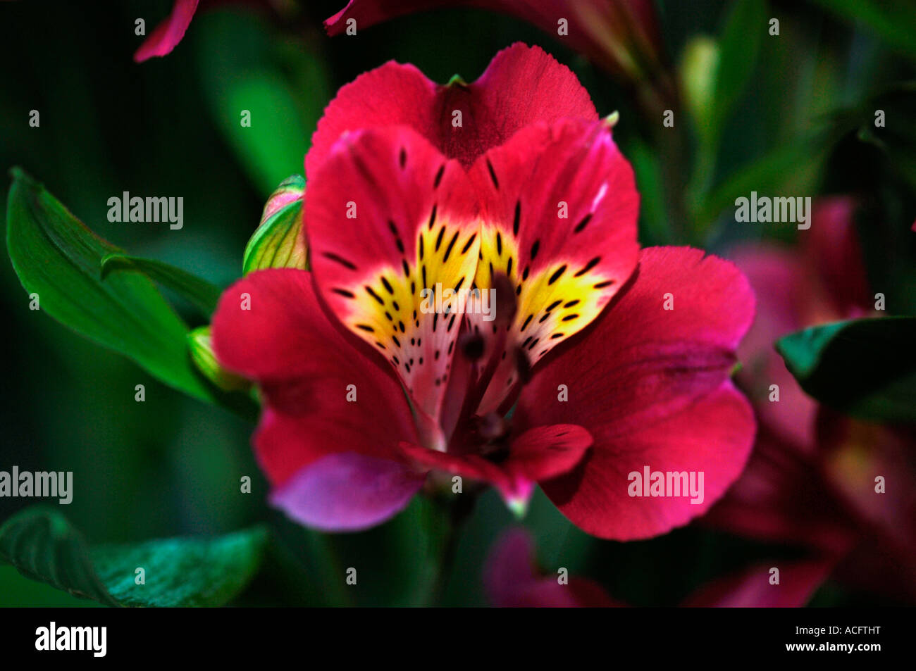 Alstroemeria Perennial Flowers Stock Photo - Alamy