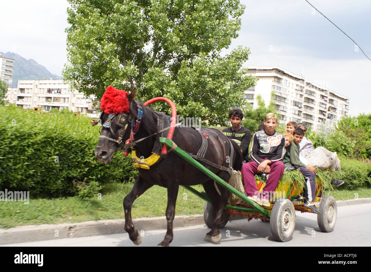 Gypsy horse and cart hi-res stock photography and images - Alamy