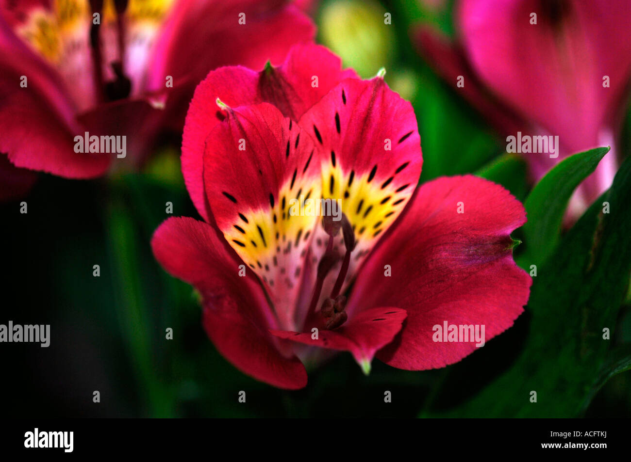 Alstroemeria Perennial Flowers Stock Photo - Alamy
