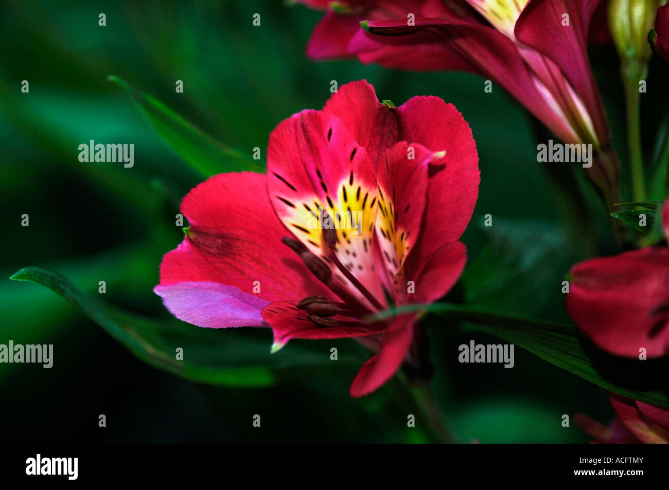 Alstroemeria Perennial Flowers Stock Photo - Alamy