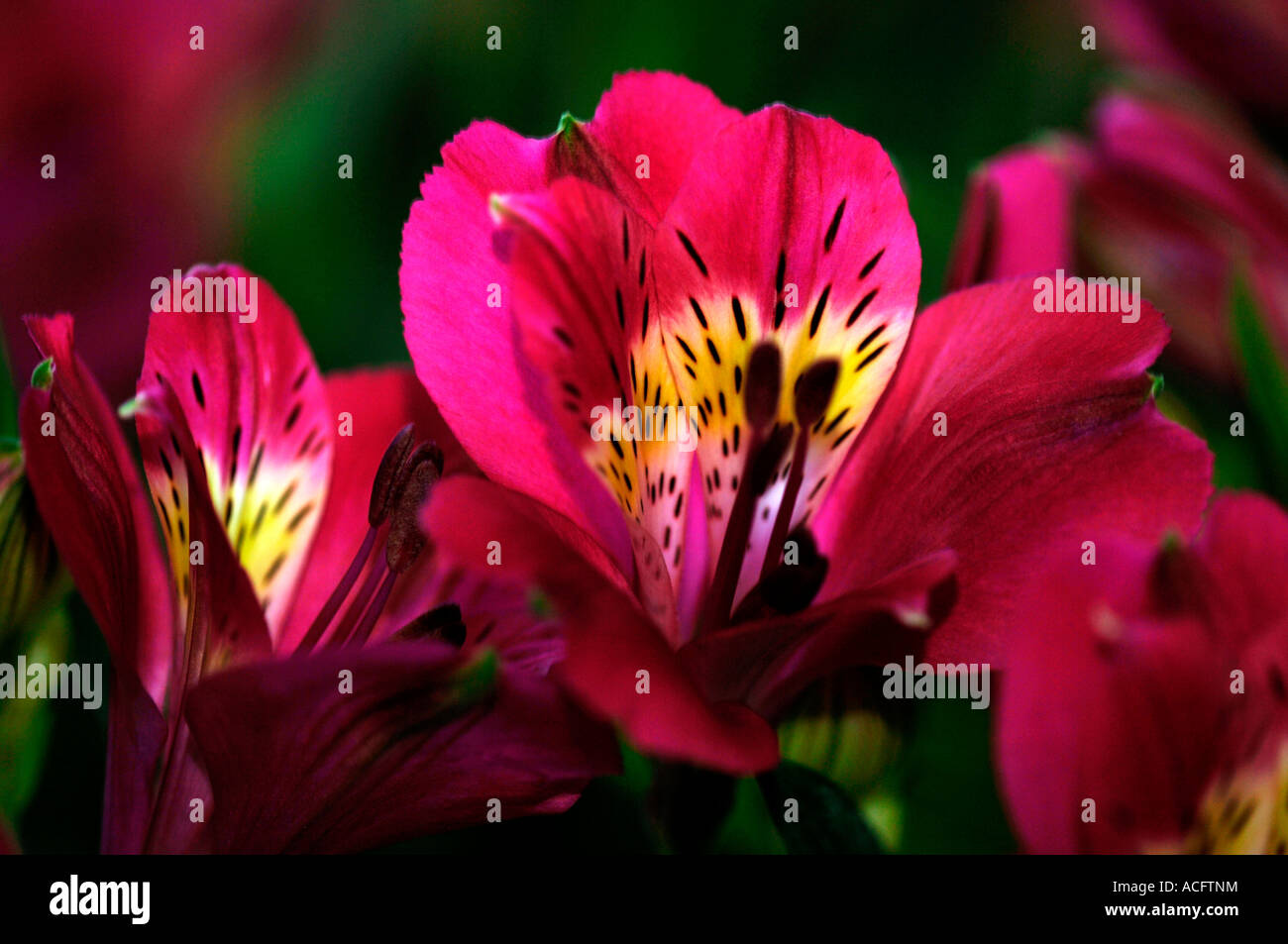 Alstroemeria Perennial Flowers Stock Photo - Alamy