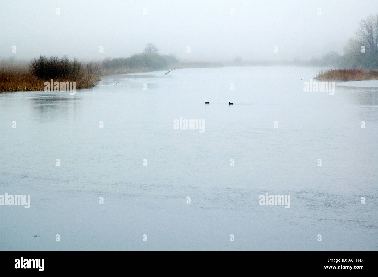 Canadian Geese float on the backwater of the White River Stock Photo ...