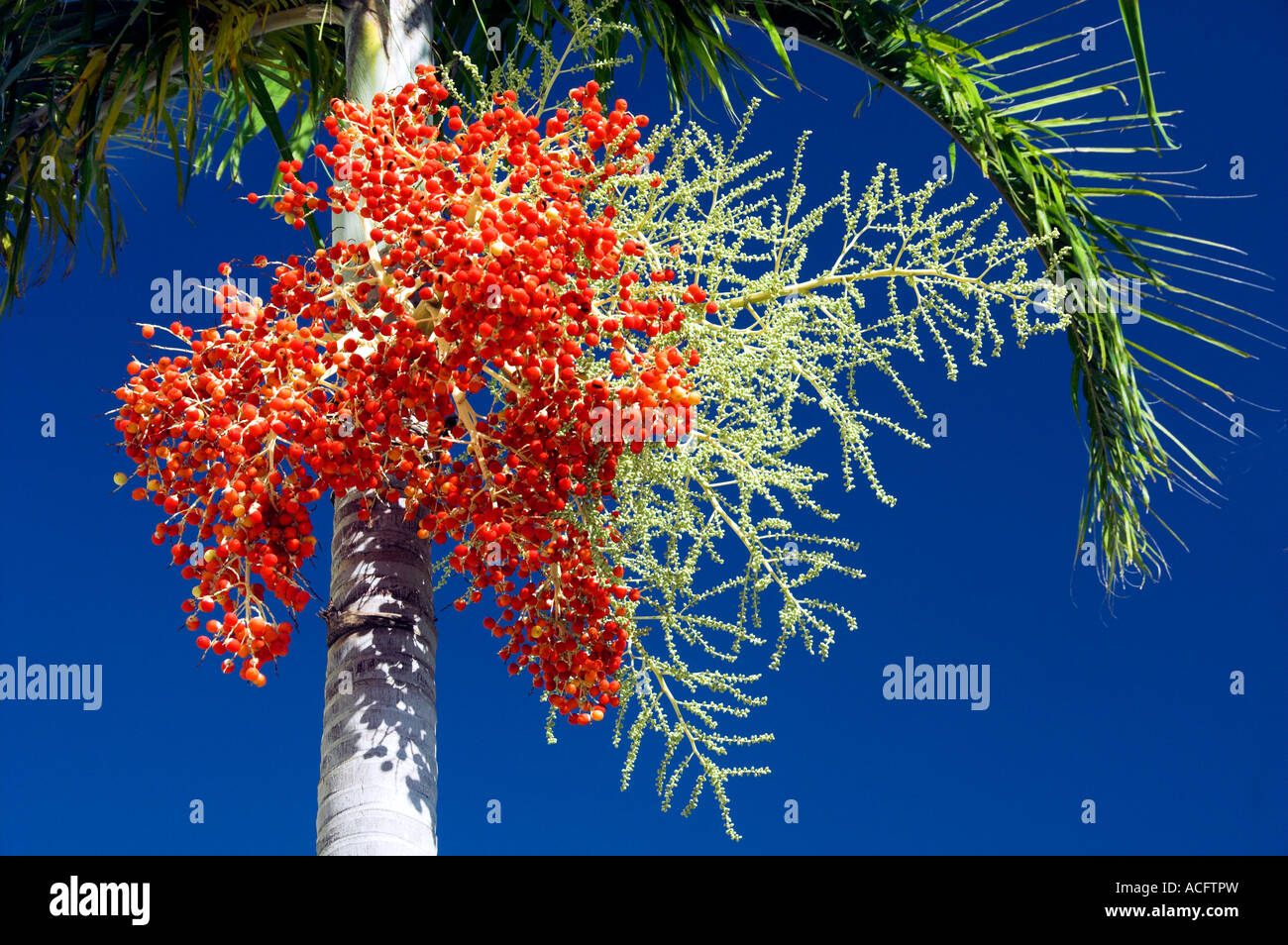 Palm tree seeds hanging hi-res stock photography and images - Alamy