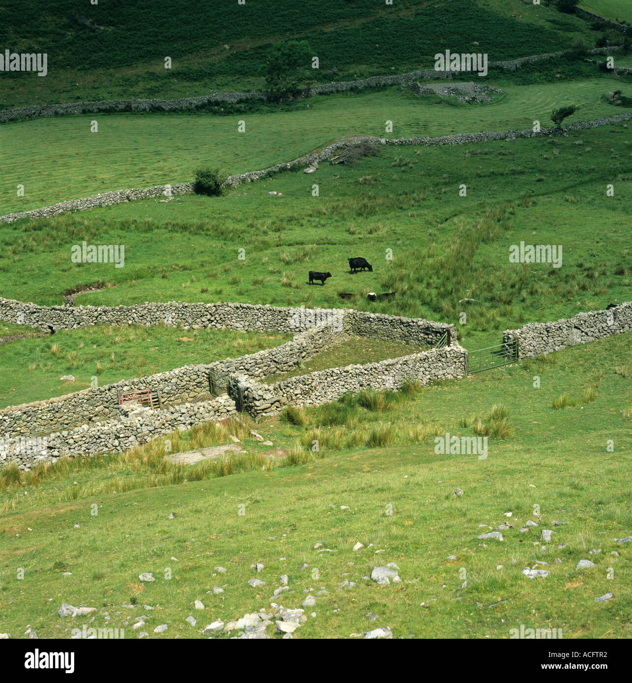 Dry stone walls in a hill pasture forming enclosures and pens in ...