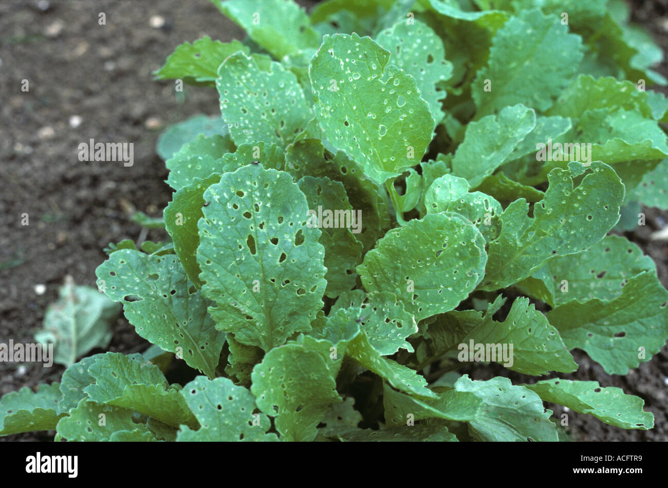 Flea beetle Phyllotreta spp typical leaf damage to radishes Stock Photo ...