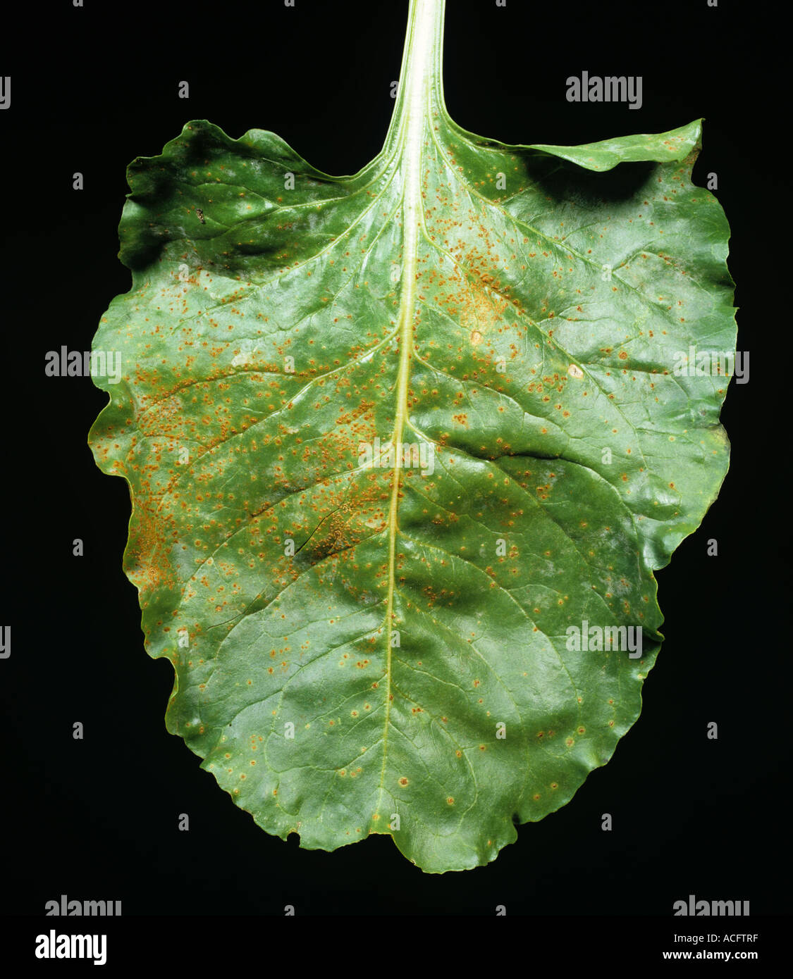 Sugar beet rust Uromyces betae pustules on a sugar beet leaf Stock ...