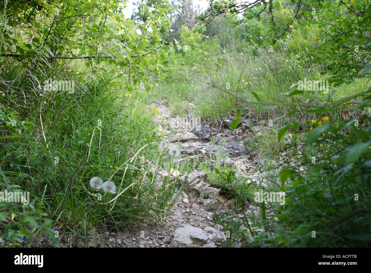 Bair tree hi-res stock photography and images - Alamy