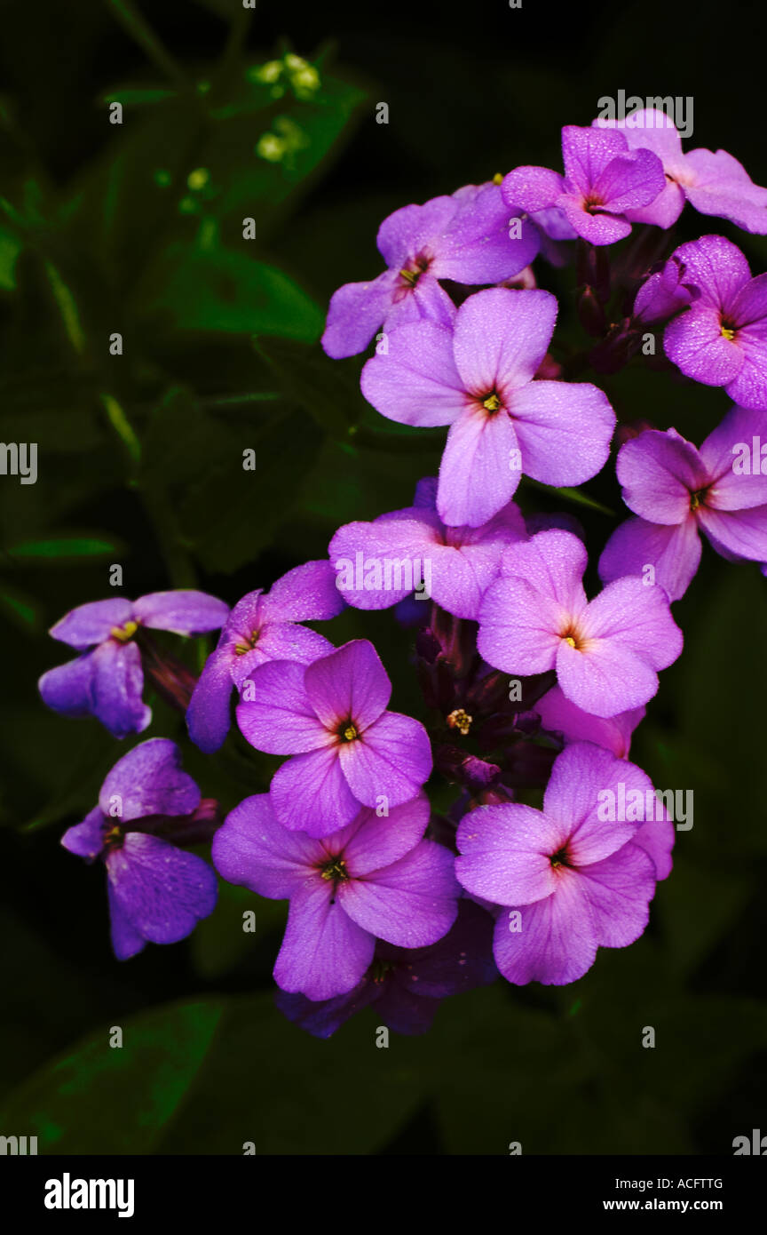 Dames rocket hi-res stock photography and images - Alamy