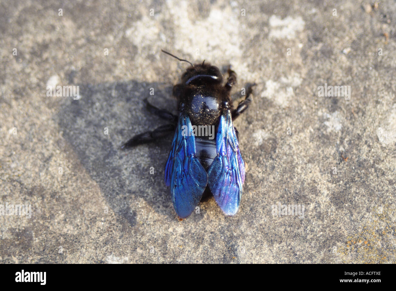 Picture wing fly hi-res stock photography and images - Alamy