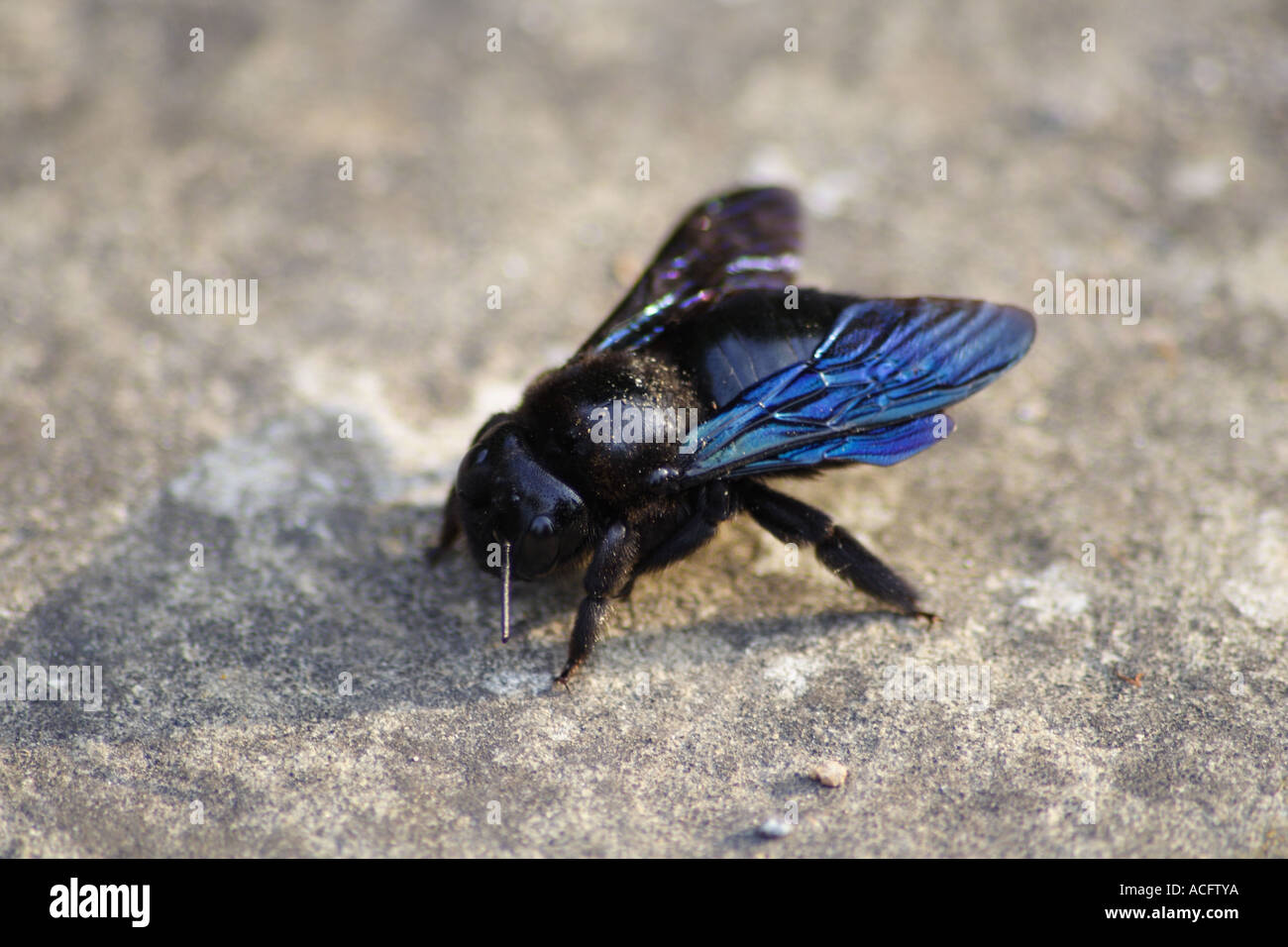 Picture wing fly hi-res stock photography and images - Alamy
