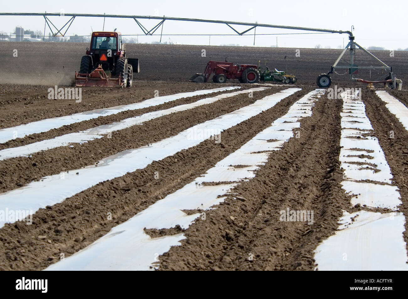 Clear plastic cover to protect sweet corn plants Stock Photo - Alamy