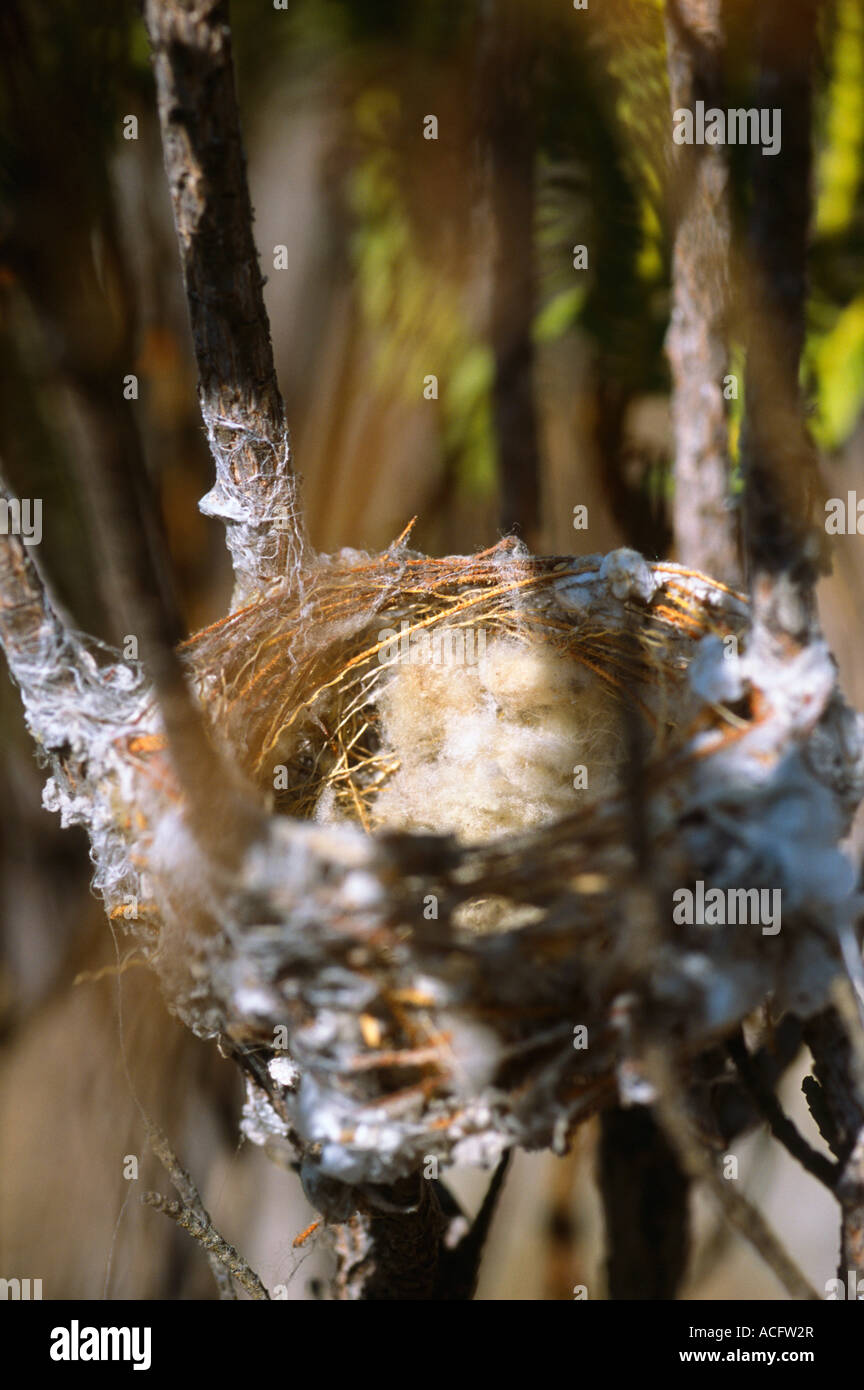 Bird nest close up Stock Photo - Alamy