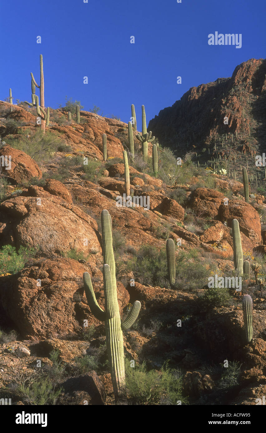 Desert scrubland and cacti Stock Photo - Alamy