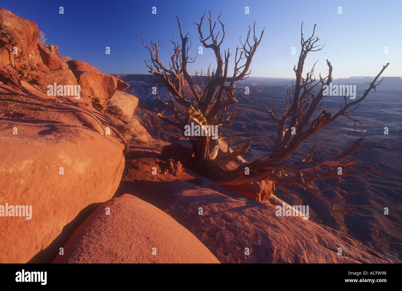 A dead bush Stock Photo - Alamy