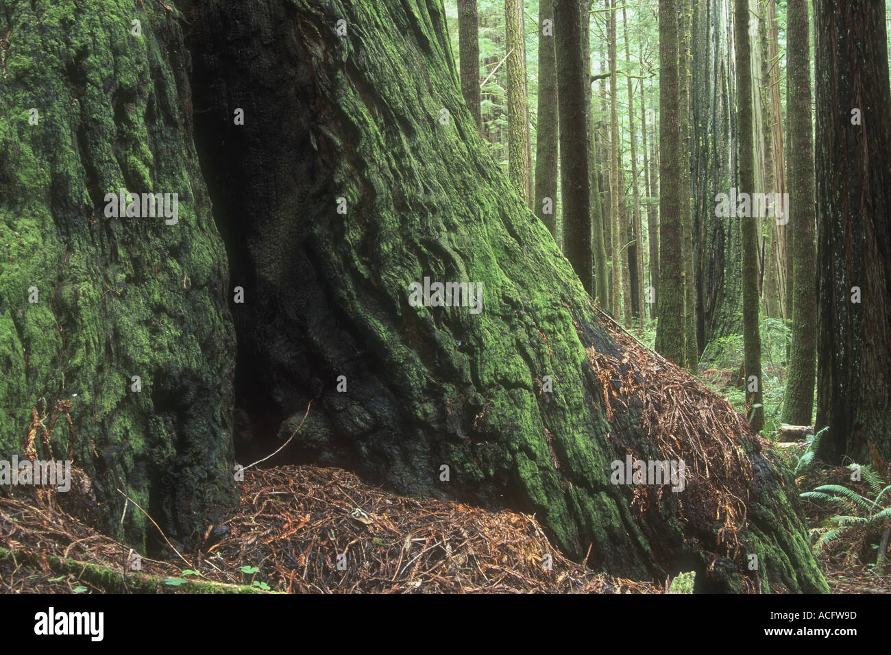 Large tree trunk Stock Photo - Alamy