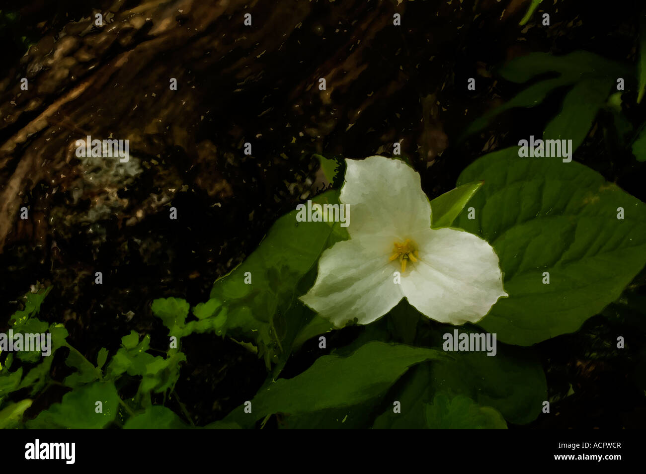 Photoshop rendering of a Trillium blossom in the woods near Newago ...
