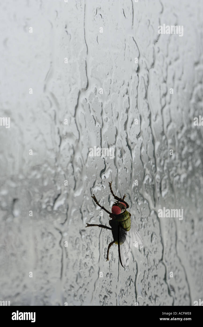 Fly on rain covered window Stock Photo - Alamy