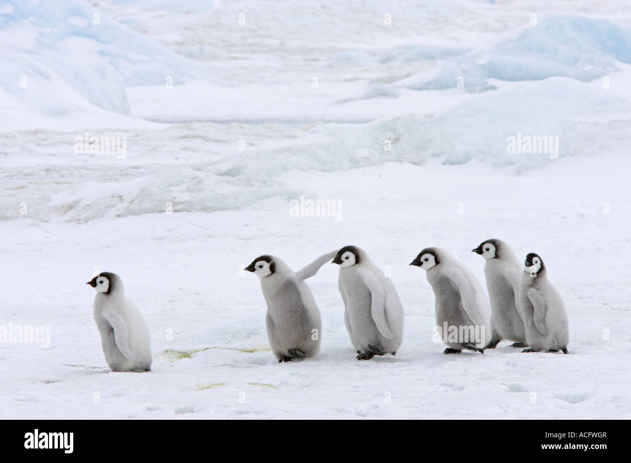 Baby Emperor Penguin Walking Stock Photos & Baby Emperor Penguin ...