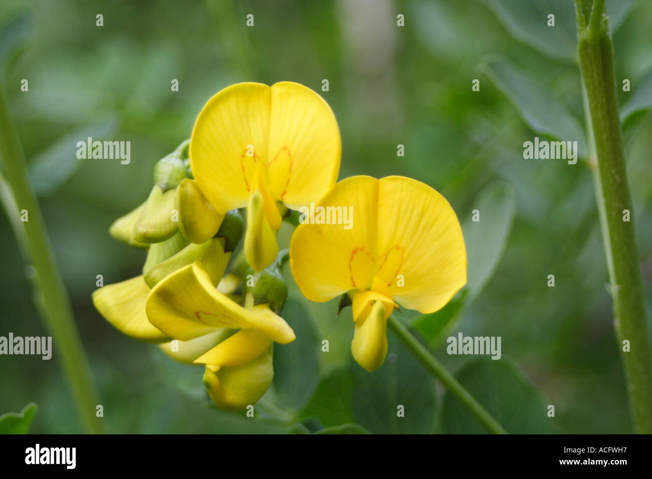 Bair Tree Stock Photos & Bair Tree Stock Images - Alamy