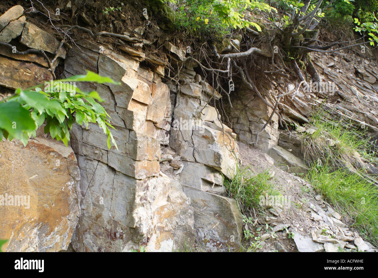 Bair Tree Stock Photos & Bair Tree Stock Images - Alamy