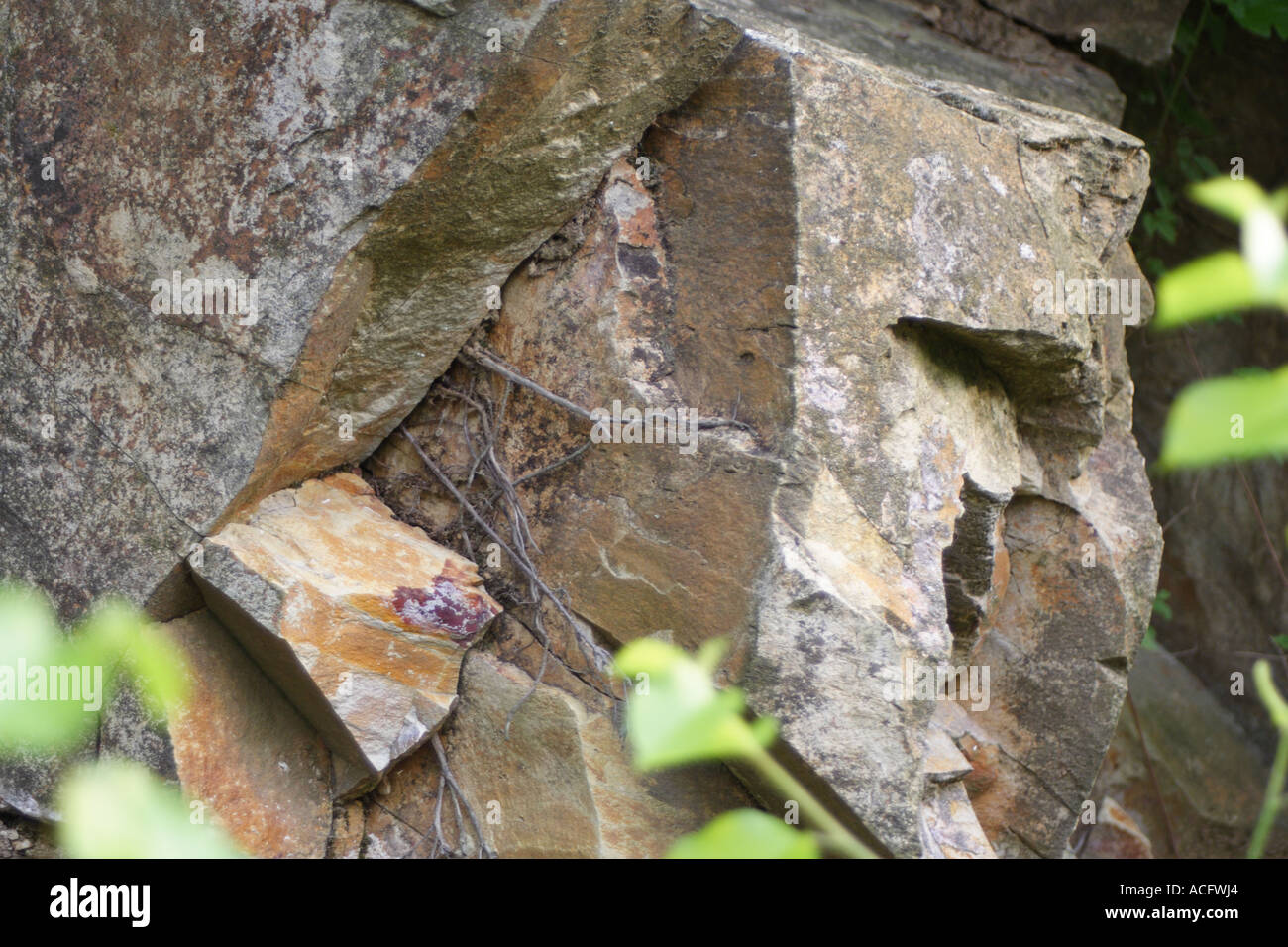 Bair tree hi-res stock photography and images - Alamy