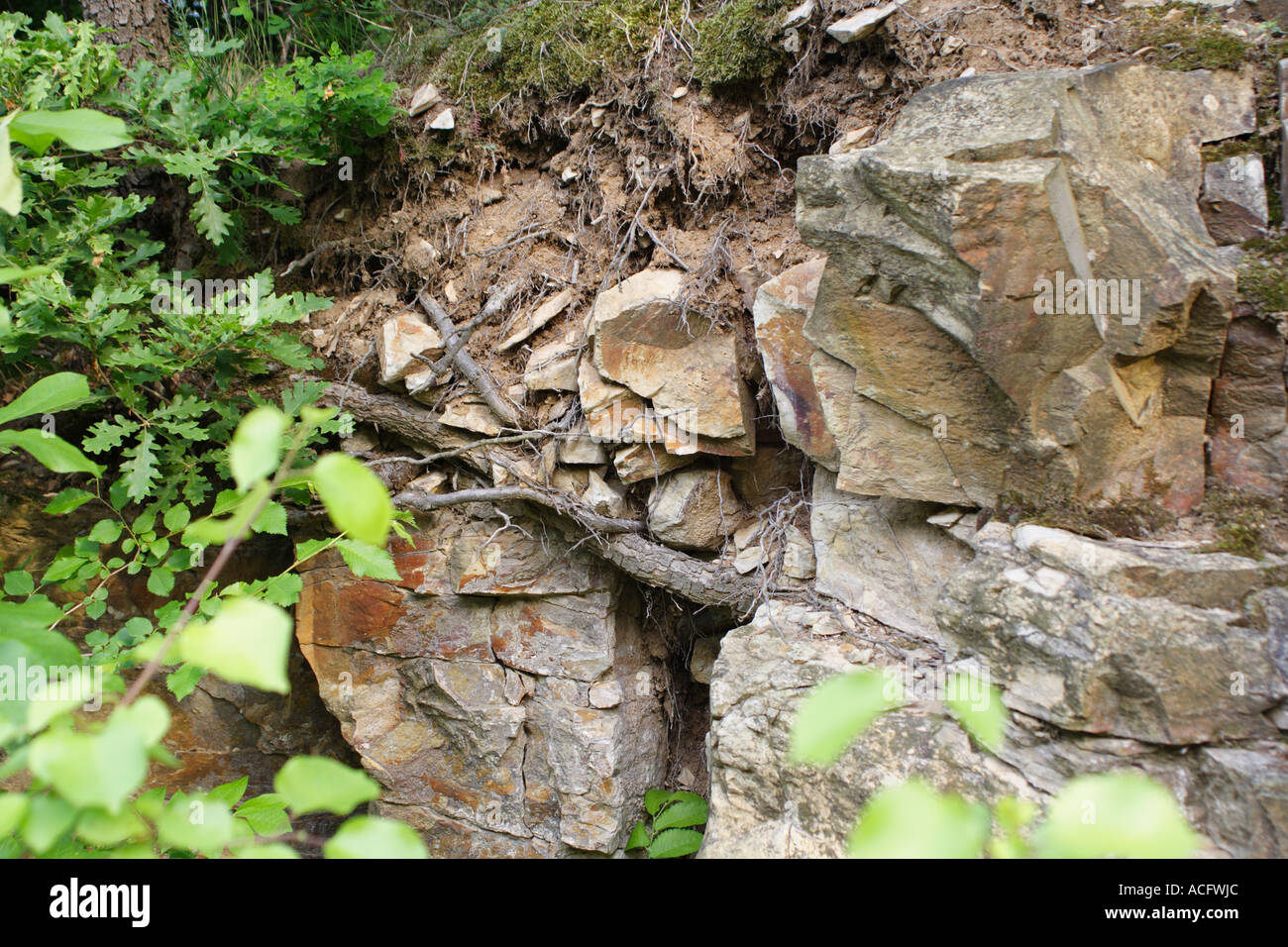 Bair Tree Stock Photos & Bair Tree Stock Images - Alamy