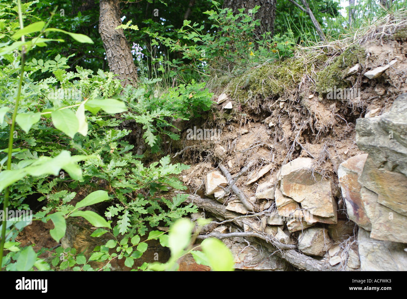 Bair Tree Stock Photos & Bair Tree Stock Images - Alamy