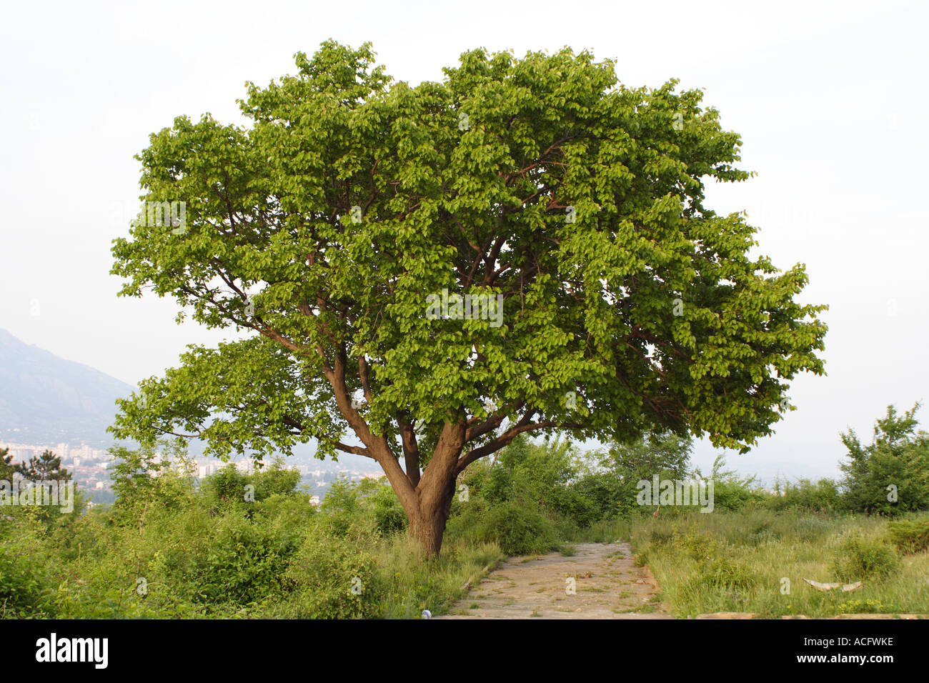 Haman High Resolution Stock Photography and Images - Alamy