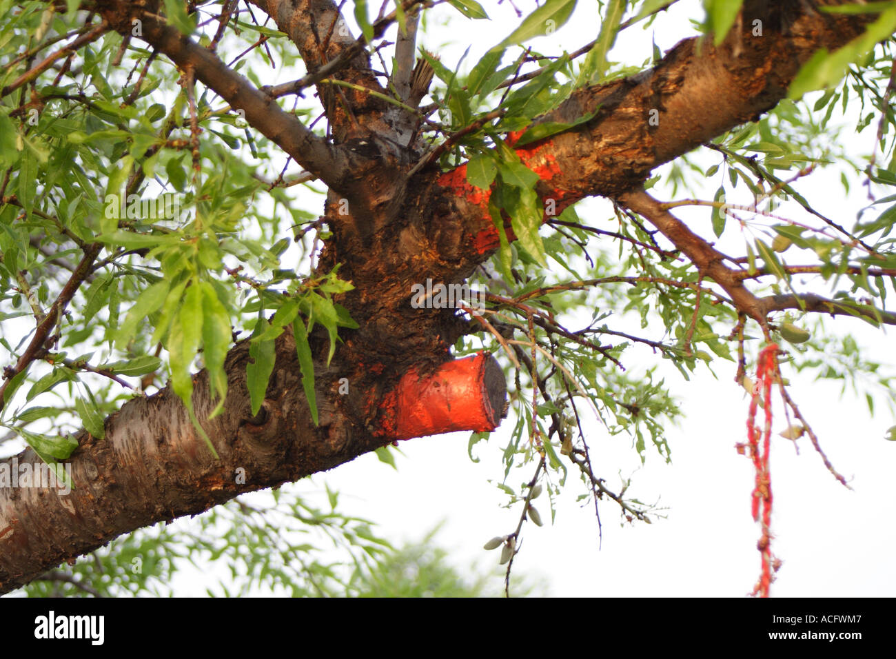 Bair tree hi-res stock photography and images - Alamy